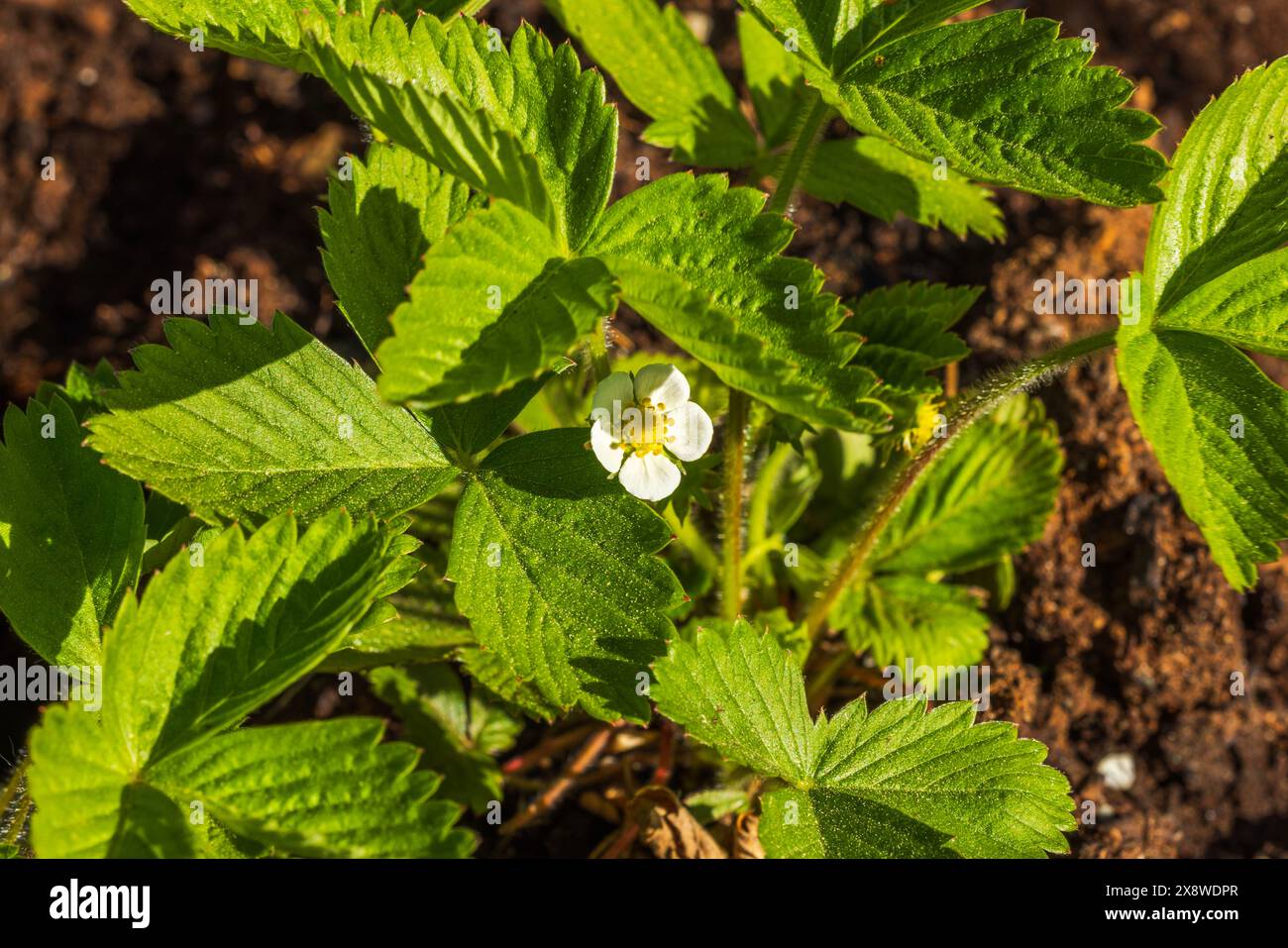 Close-up of strawberry plants flowering in the garden bed Stock Photo ...