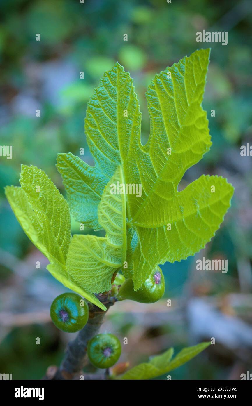 The image shows a close-up of bright green fig leaves and small fig ...
