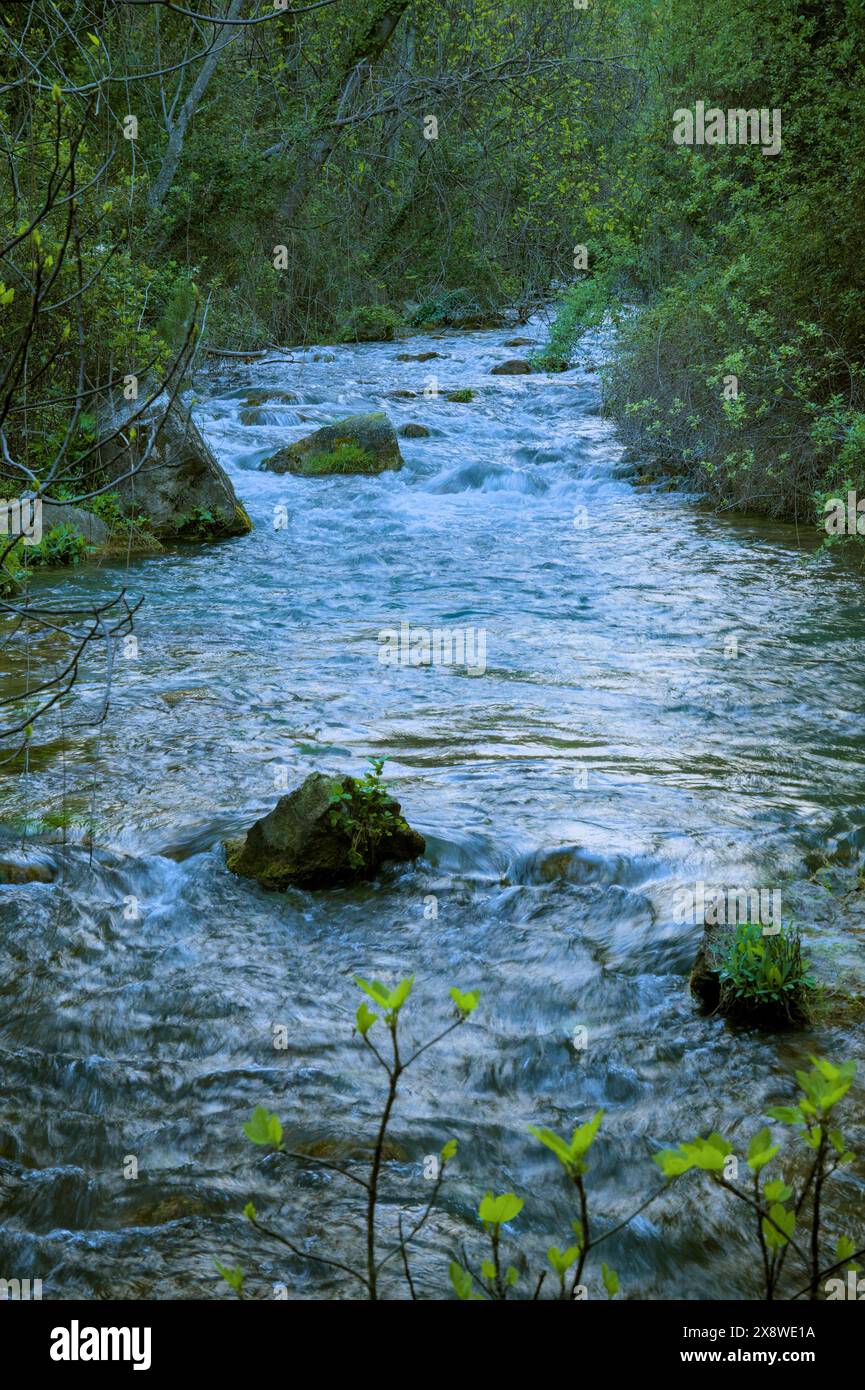 The image shows a clear, flowing stream in a dense forest Stock Photo ...
