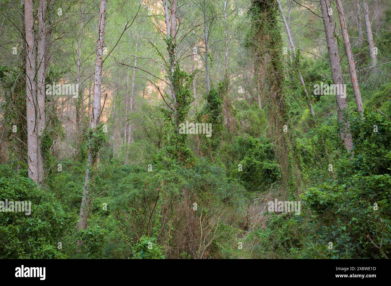 The image shows a dense forest with tall trees and thick undergrowth ...