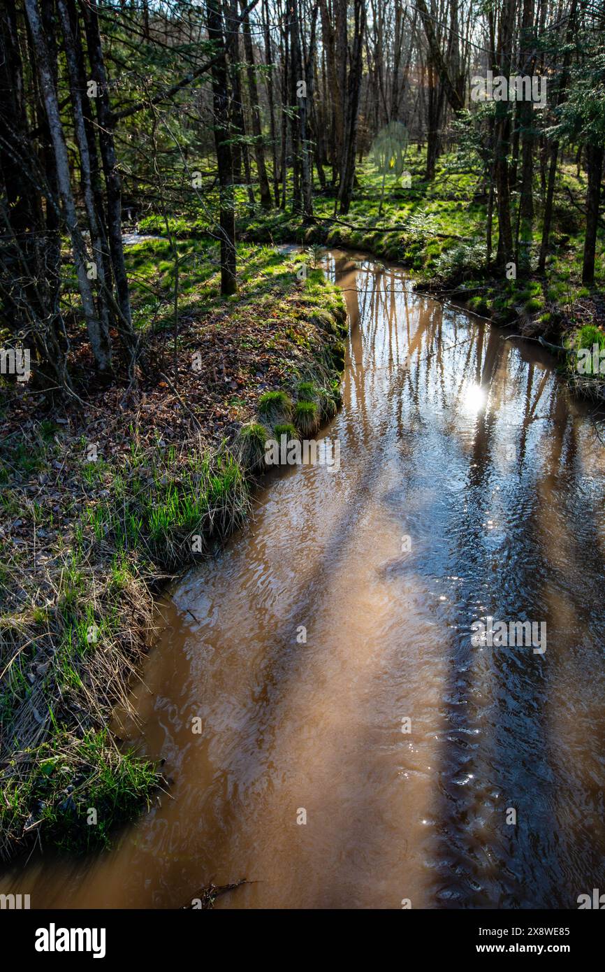 Forest with a creek running through it in springtime brown from runoff ...