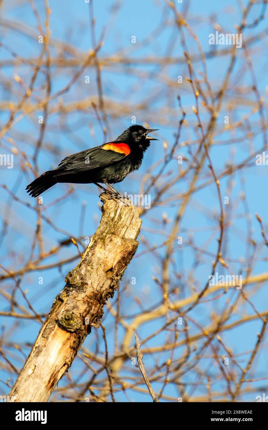 Red-winged Blackbird (Agelaius phoeniceus) adult perched on a tree ...