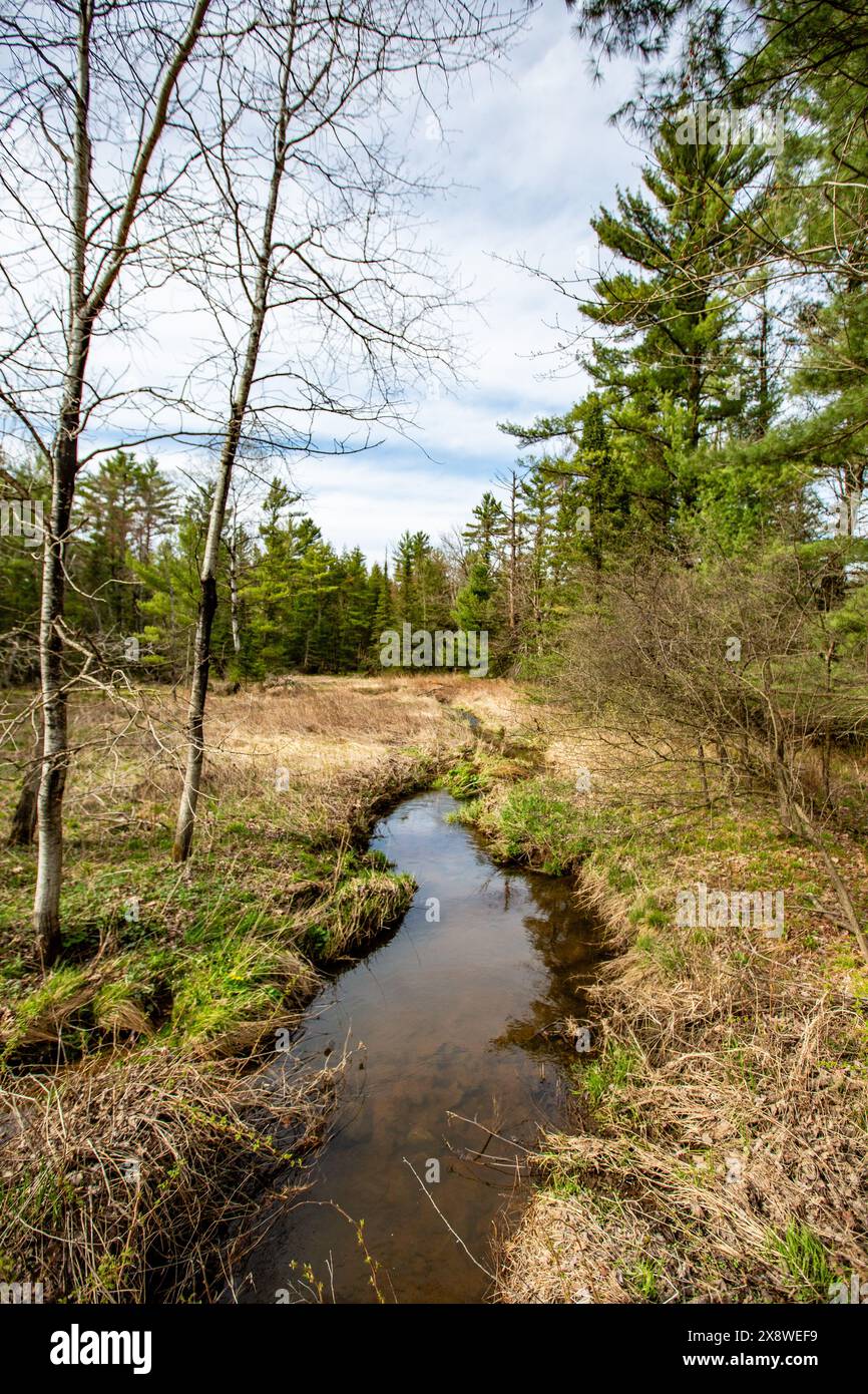 Wisconsin forest with a creek running through it in springtime ...