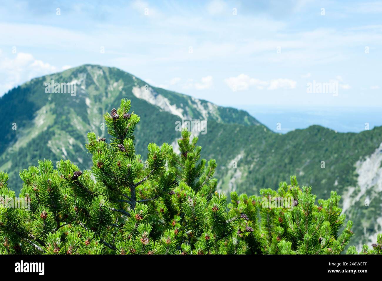 Nadelbaum kalt hi-res stock photography and images - Alamy