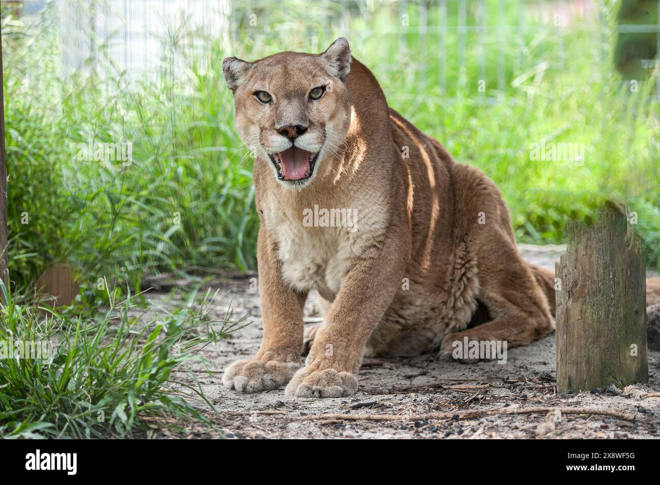 Captive Western Cougar Stock Photo - Alamy
