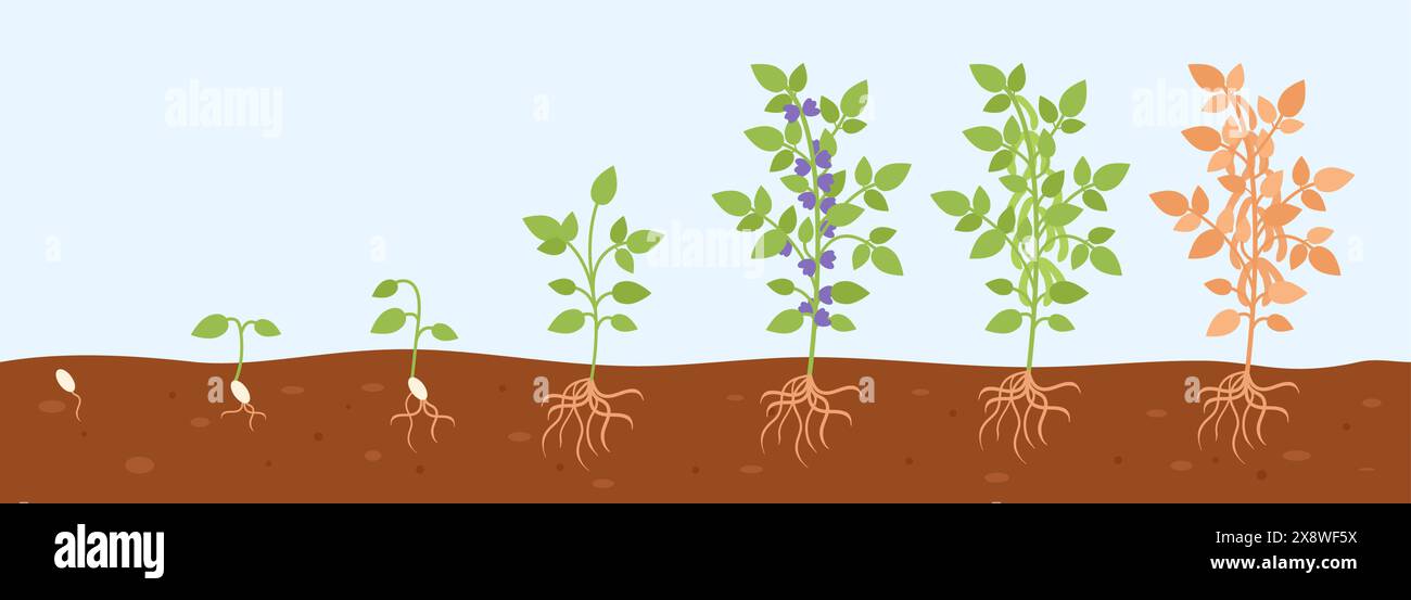Soybean plant from seed to green bush. Growth step by step process ...
