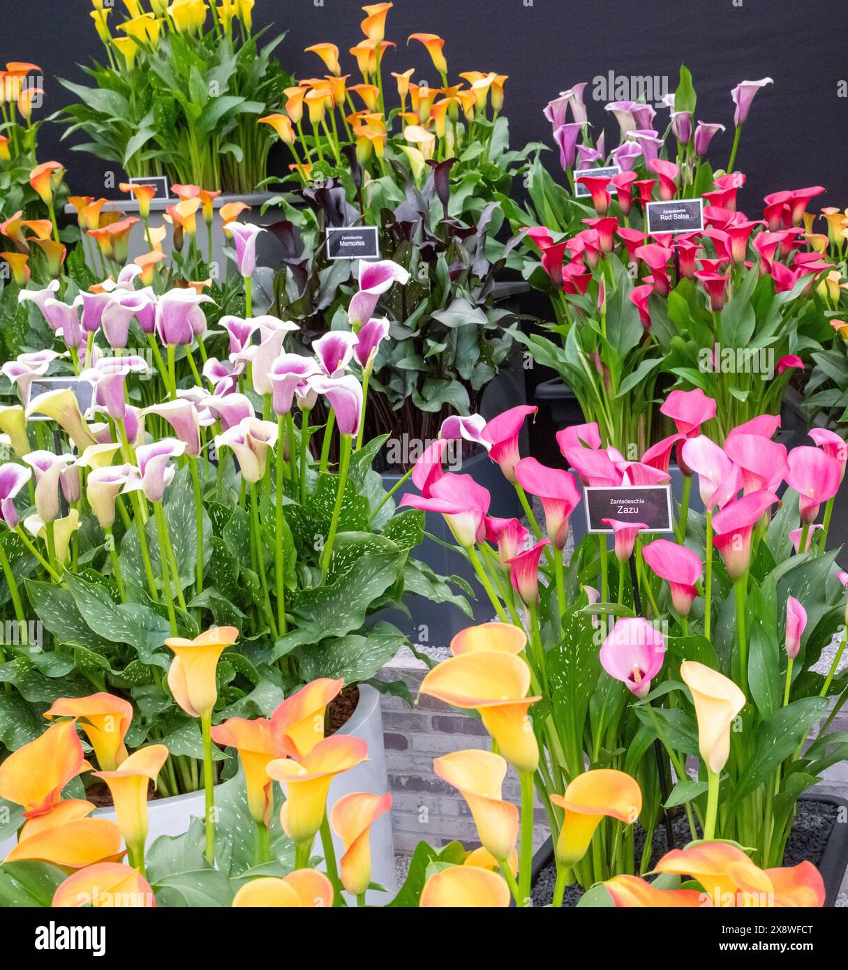 Award winning multi-coloured Zantedeschia flowers on display at the ...