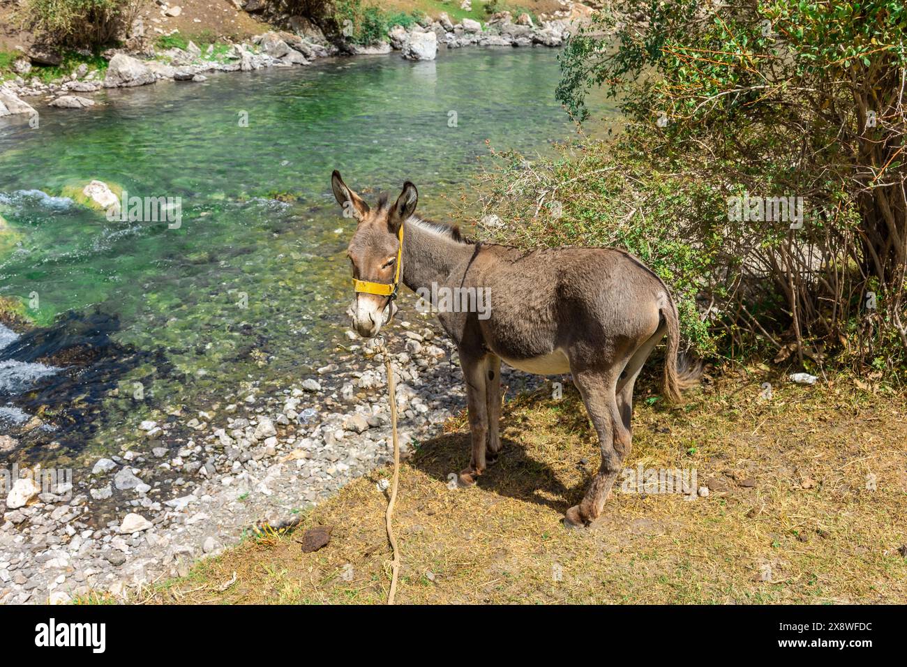 Donkey in The beautiful valley of the Fann Mountains, Seven Lakes ...
