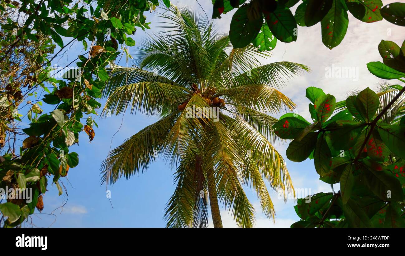 4k coconut tree hi-res stock photography and images - Alamy