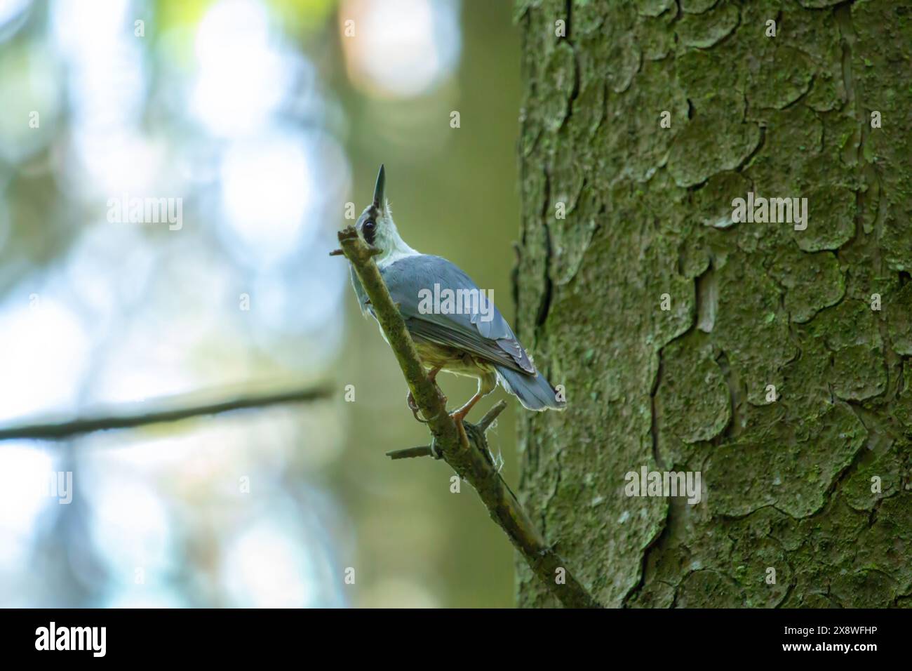 Eurasian nuthatch or wood nuthatch, lat. Sitta europaea, sitting on a ...