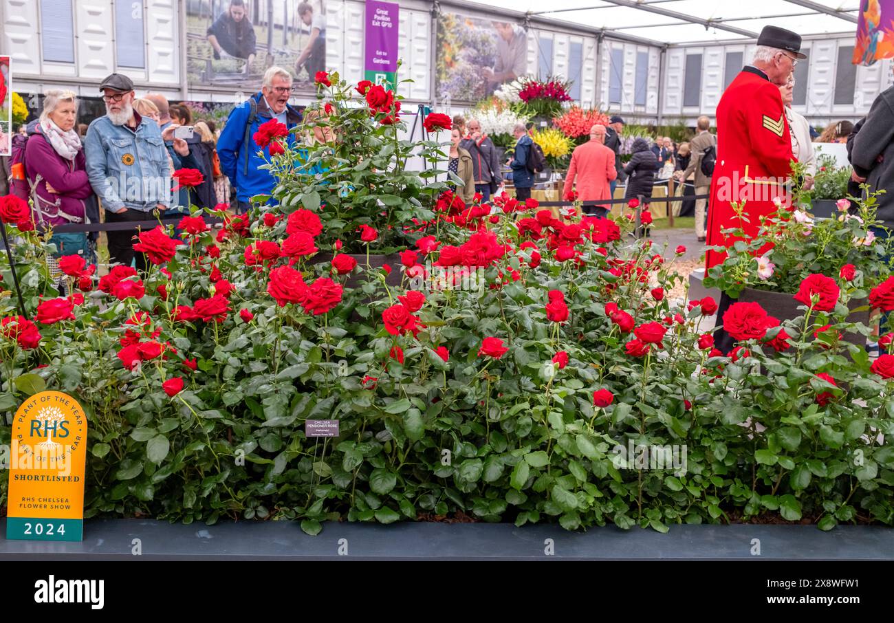Award winning red roses on display at the 2024 RHS Chelsea flower show ...