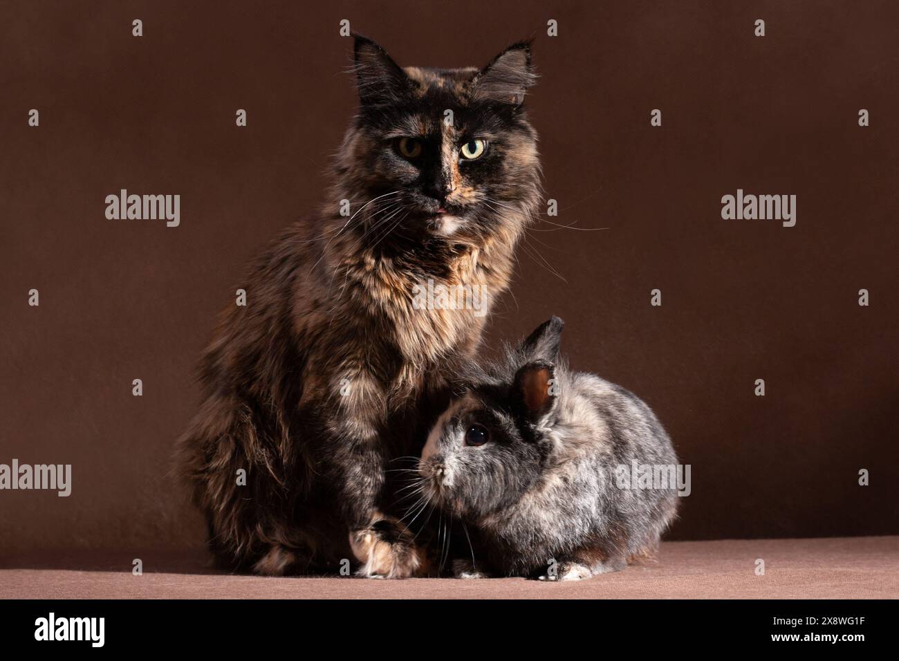 Fluffy tortoiseshell Maine cat sitting next to rabbit on brown ...