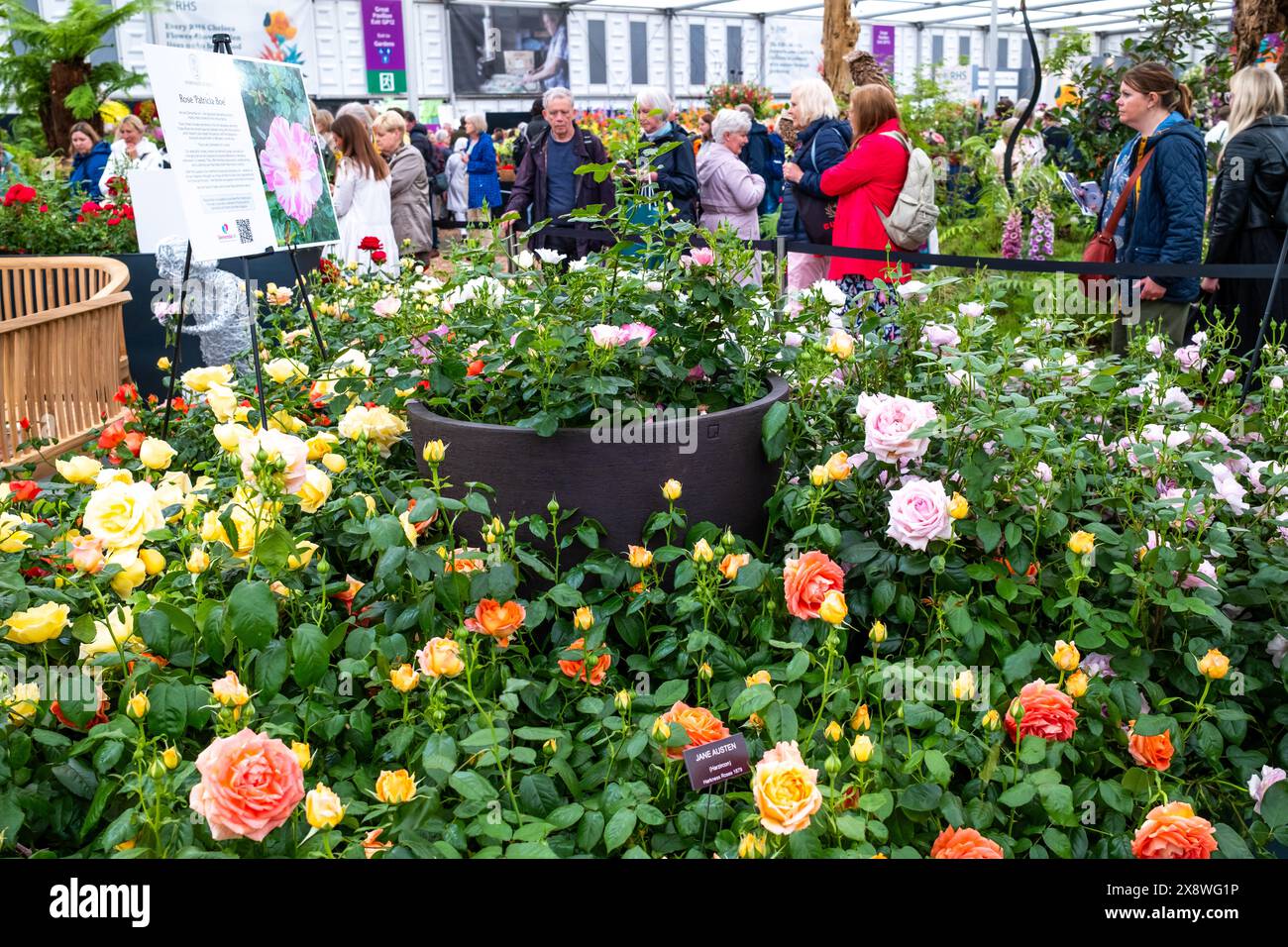 Award winning roses on display at the 2024 RHS Chelsea flower show ...