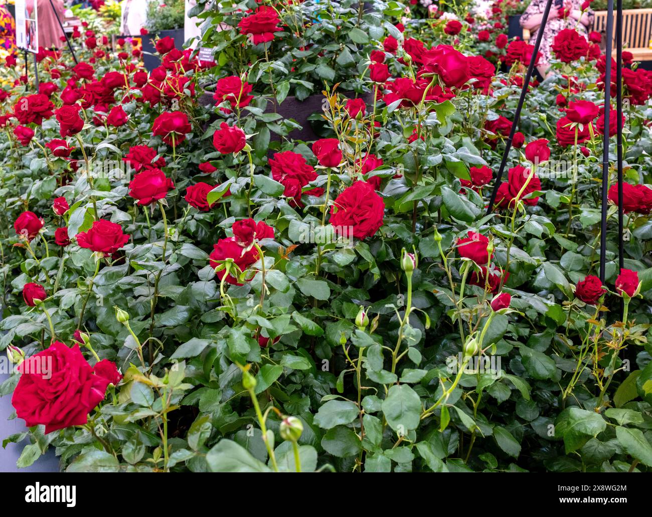 Award winning red roses on display at the 2024 RHS Chelsea flower show ...