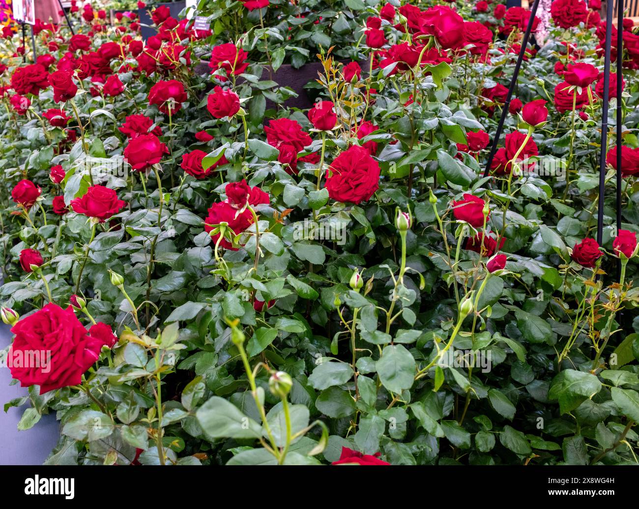 Award winning red roses on display at the 2024 RHS Chelsea flower show ...