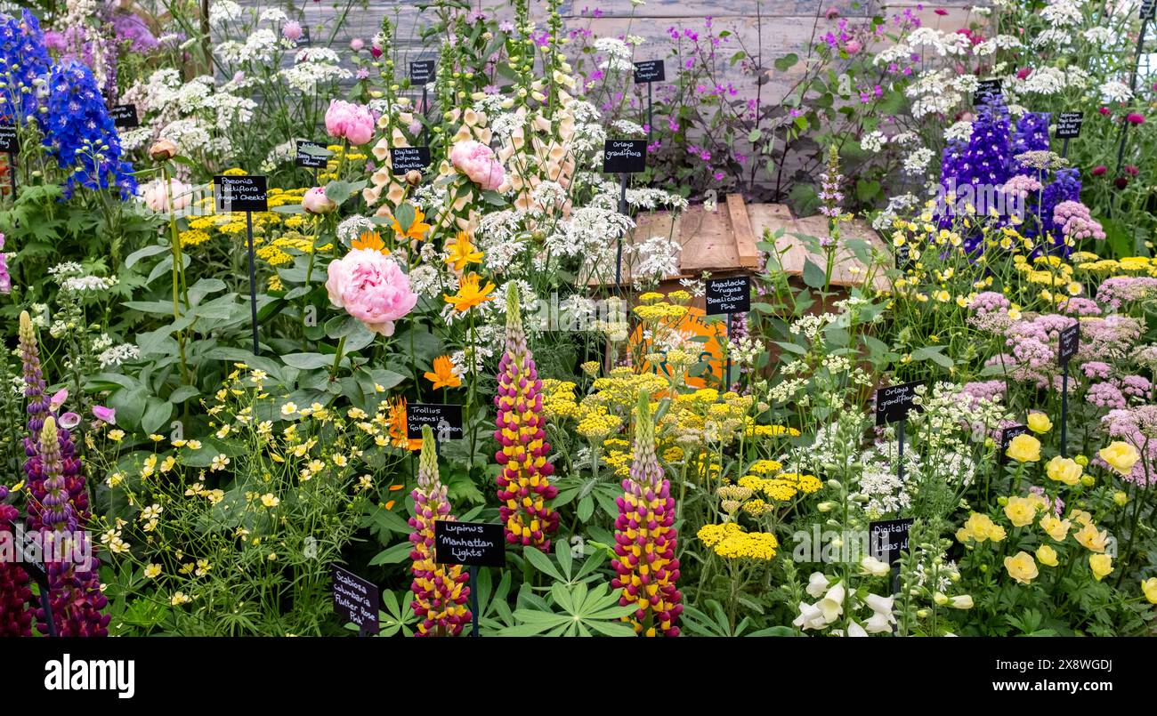 Beautiful award winning indoor flower display at the 2024 RHS Chelsea ...