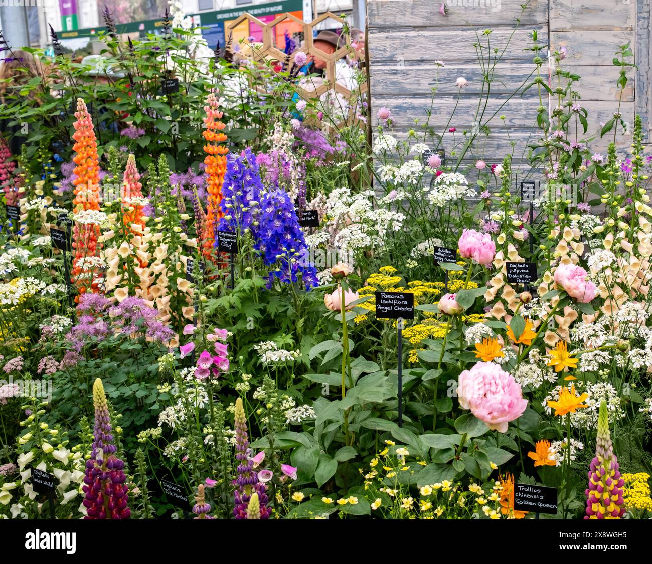Beautiful award winning indoor flower display at the 2024 RHS Chelsea ...