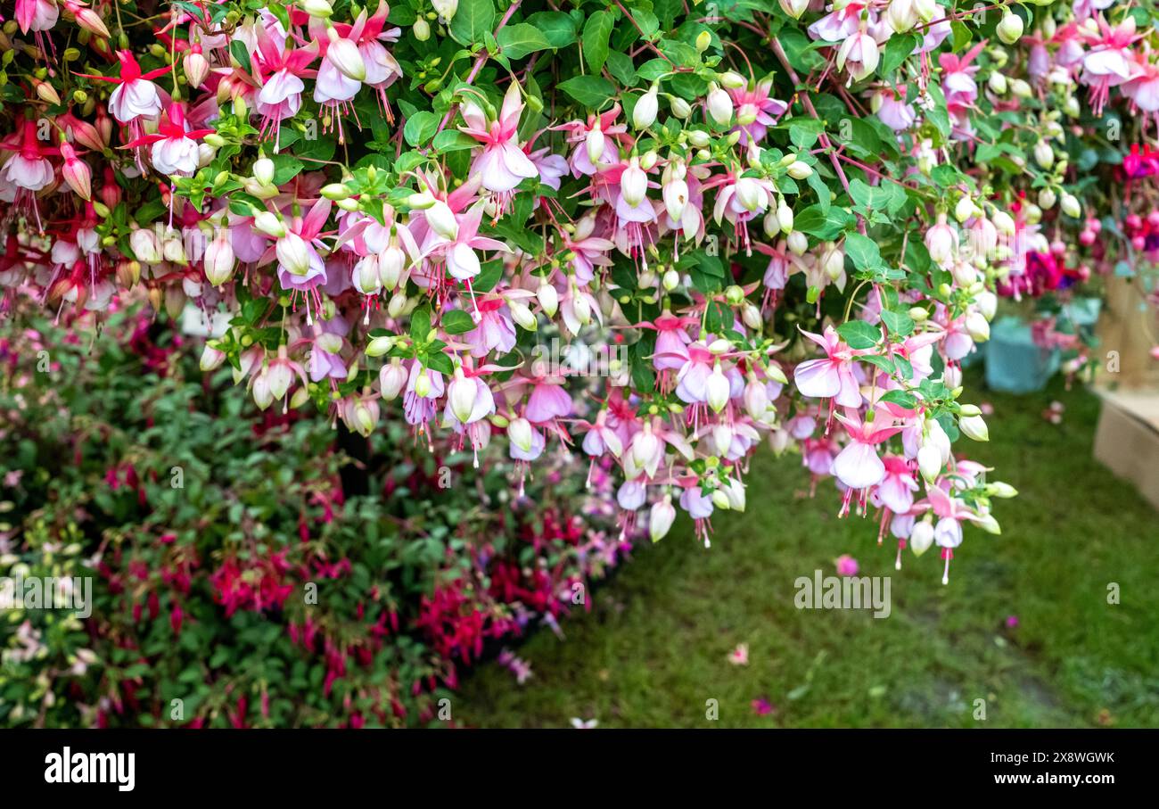 Award winning fuchsia flowers on display at the 2024 RHS Chelsea flower ...