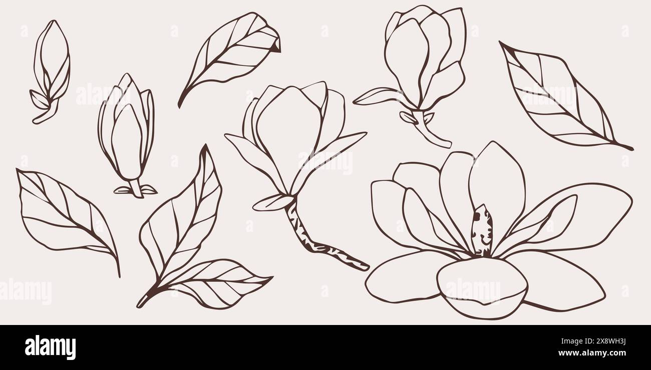Hand drawn vector magnolia flower, set of silhouette outline ...