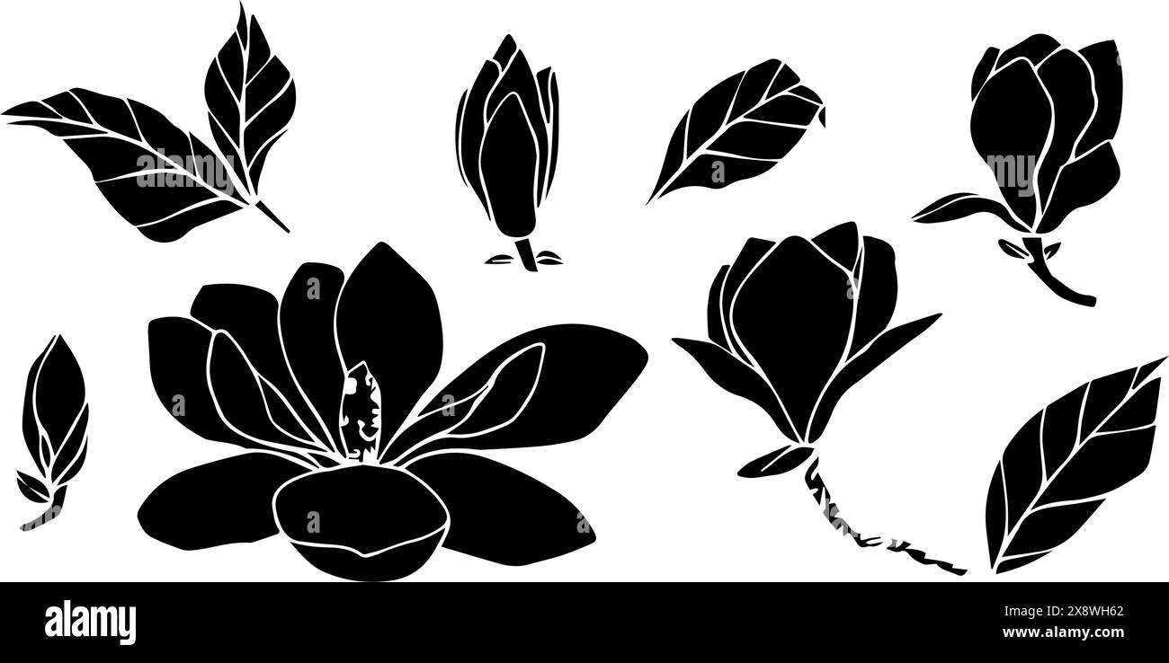 Hand drawn vector magnolia flower, set of silhouette illustration ...