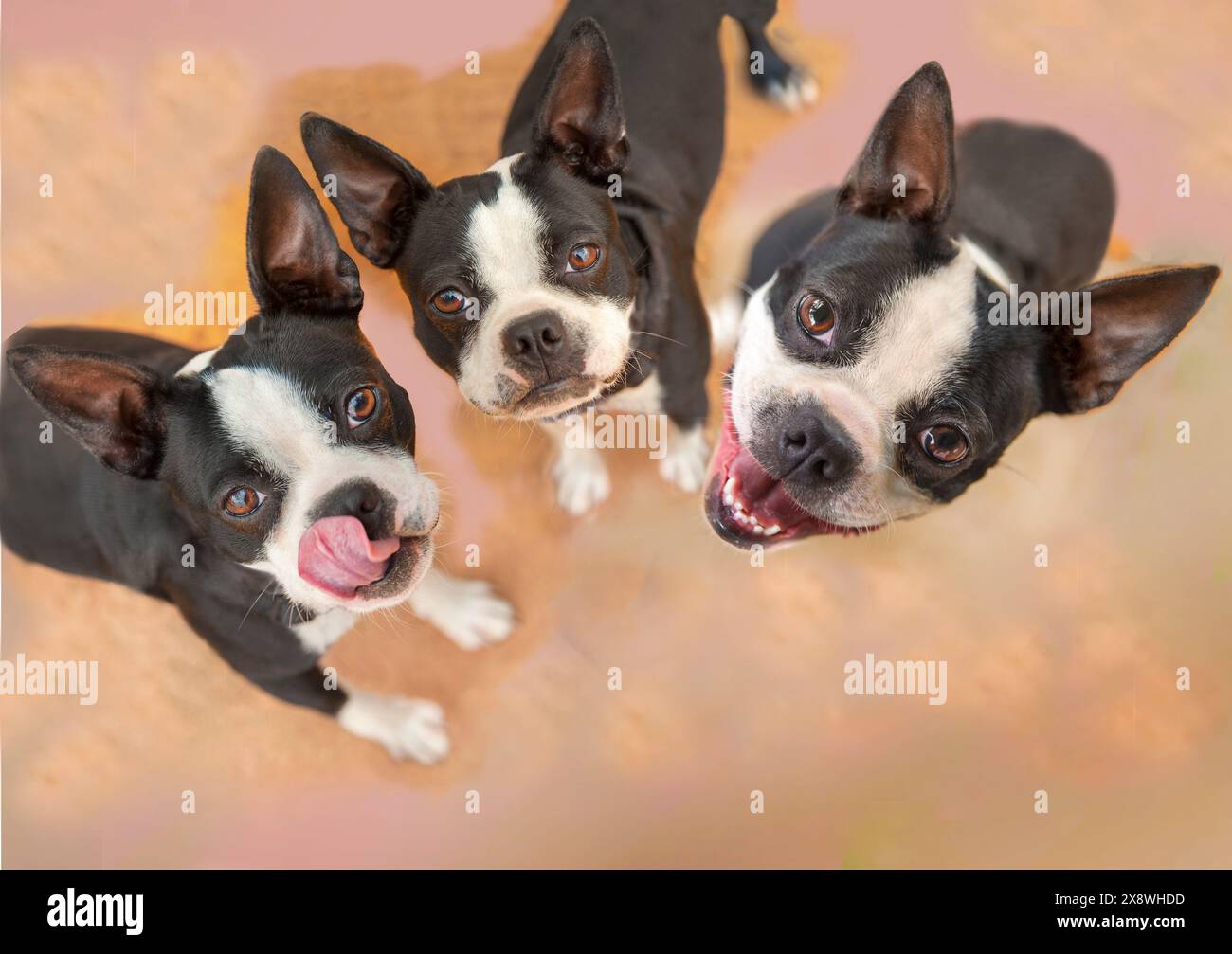 Boston Terrior dog showing teeth Stock Photo - Alamy
