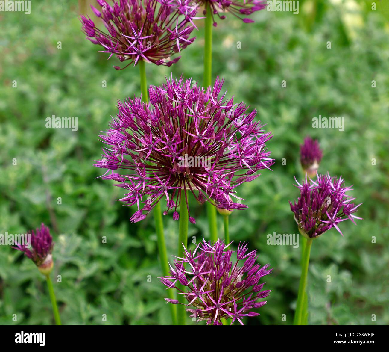 Closeup of the pink-purple open flower of the summer flowering garden ...