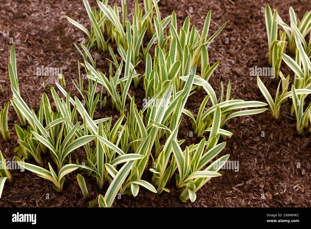 Closeup of the cream green variegated leaves of the garden perennial ...