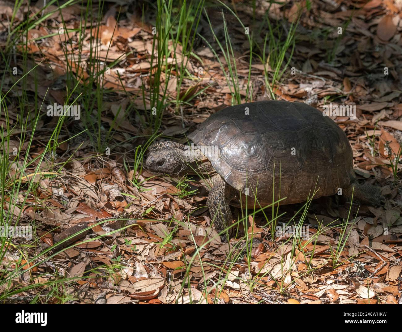 Threatened Gopher Tortoise Stock Photo - Alamy