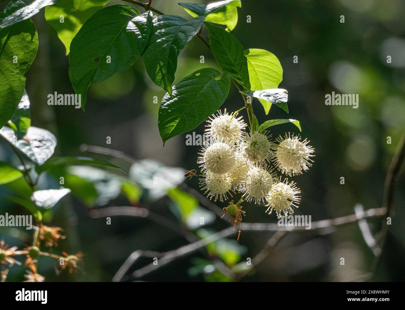 Button Bush Tree Stock Photo - Alamy
