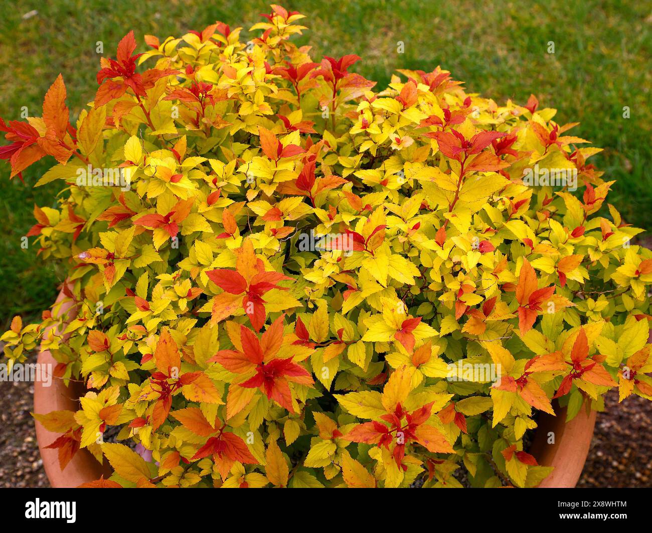 Closeup of the red and yellow spring leaves of the perennial low ...