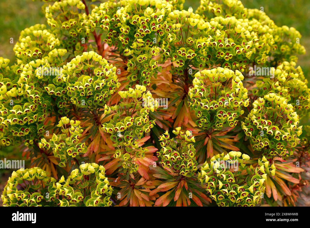 Closeup of the yellow green with red eye flowers of the perennial ...