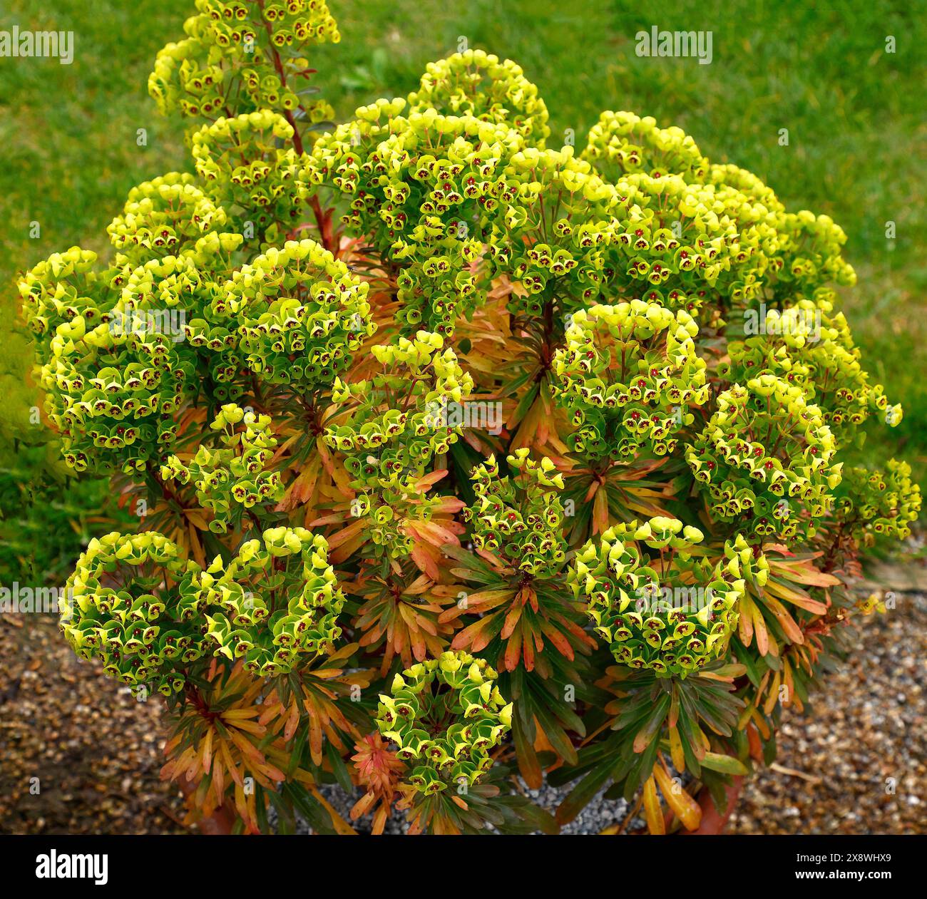 Closeup of the yellow green with red eye flowers of the perennial ...