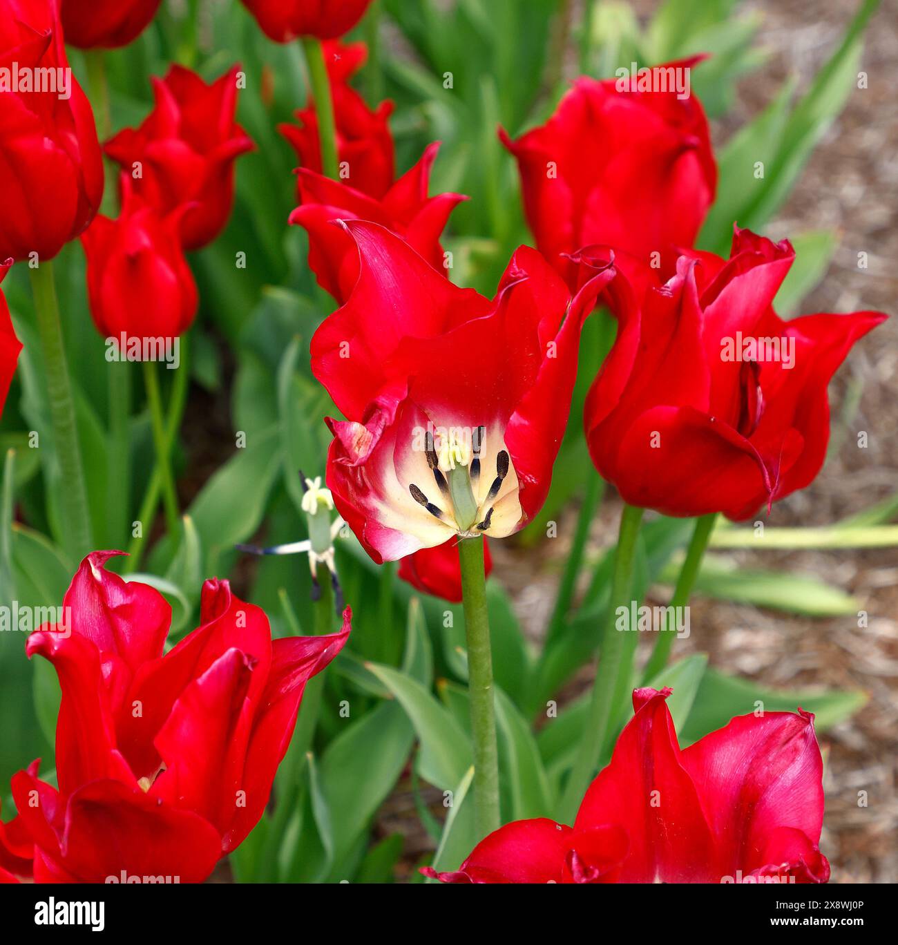 Butchart jenny hi-res stock photography and images - Alamy