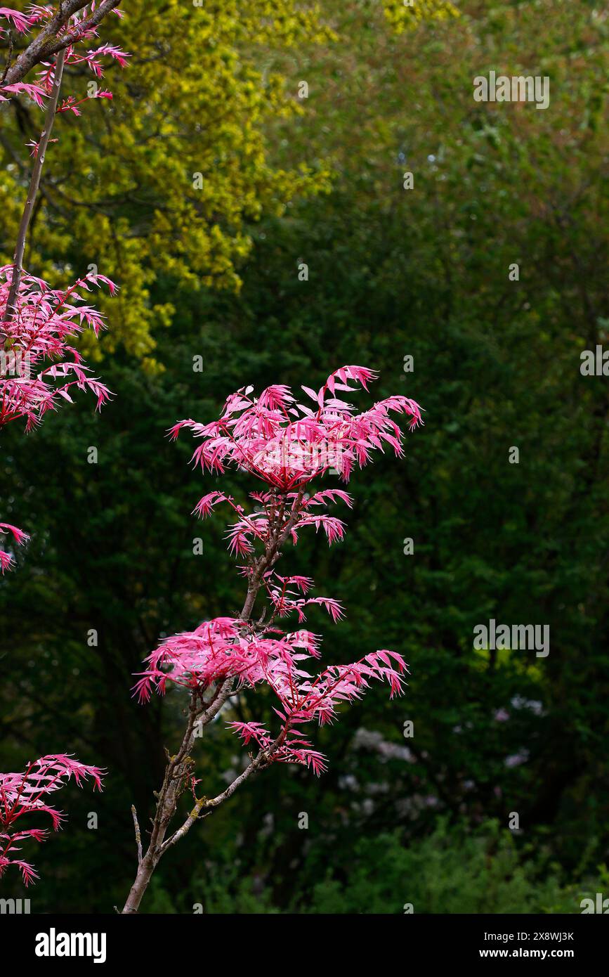 Closeup of the salmon pink foliage of the garden tree Toona chinensis ...