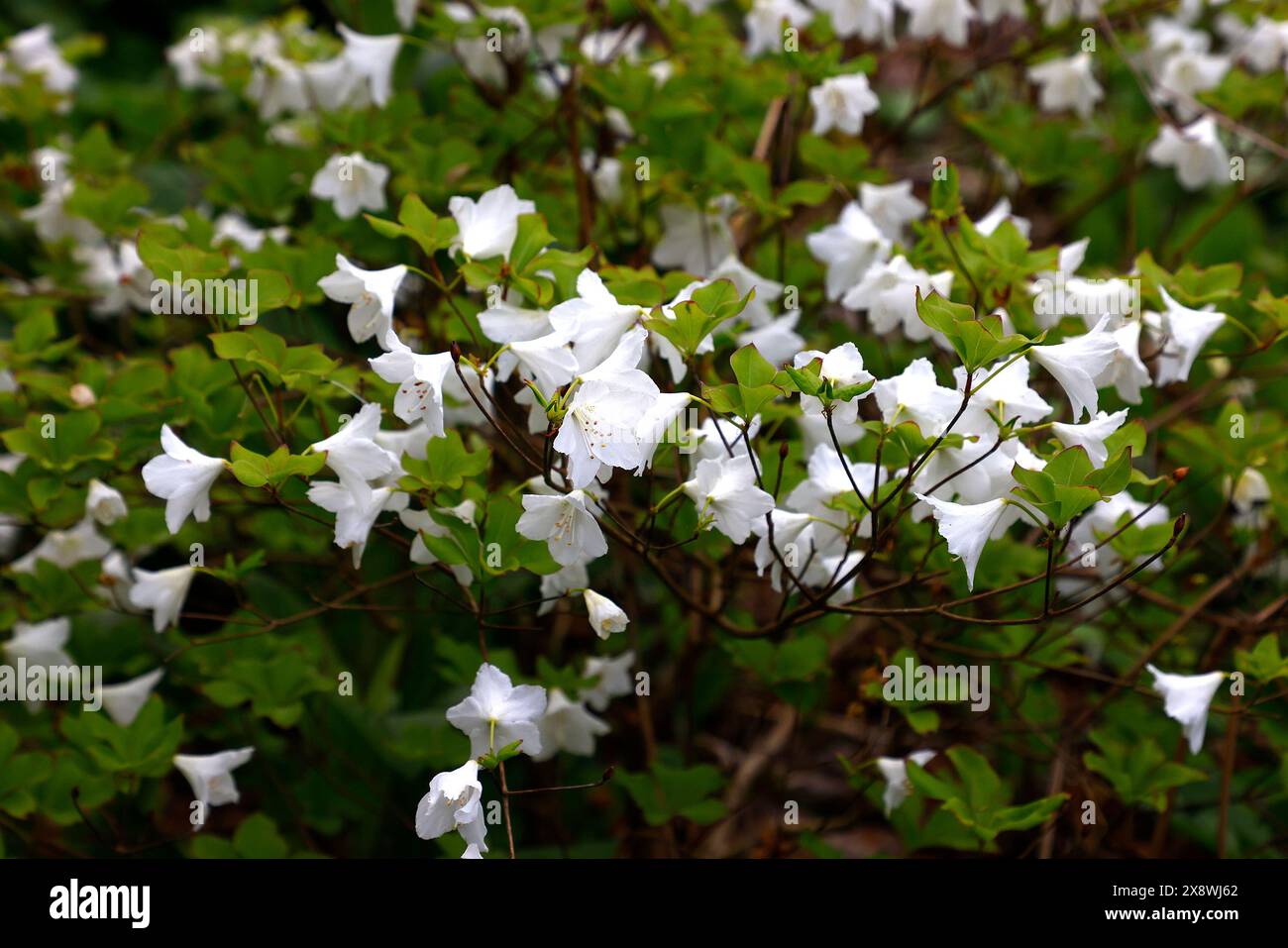 Closeup of the white flowers of the spring flowering garden azalea ...