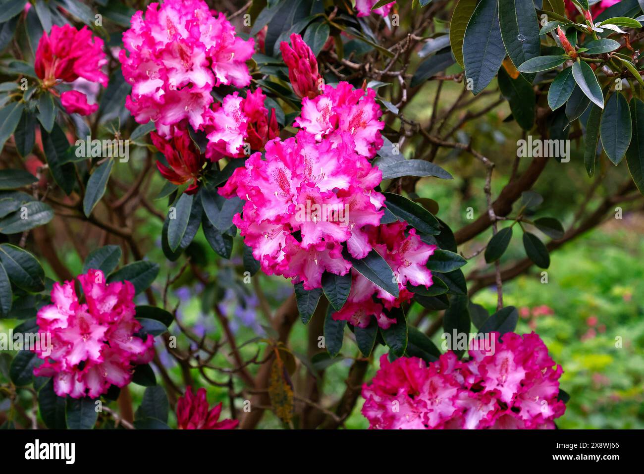Closeup of the pink magenta white flowers of the perennial garden plant ...