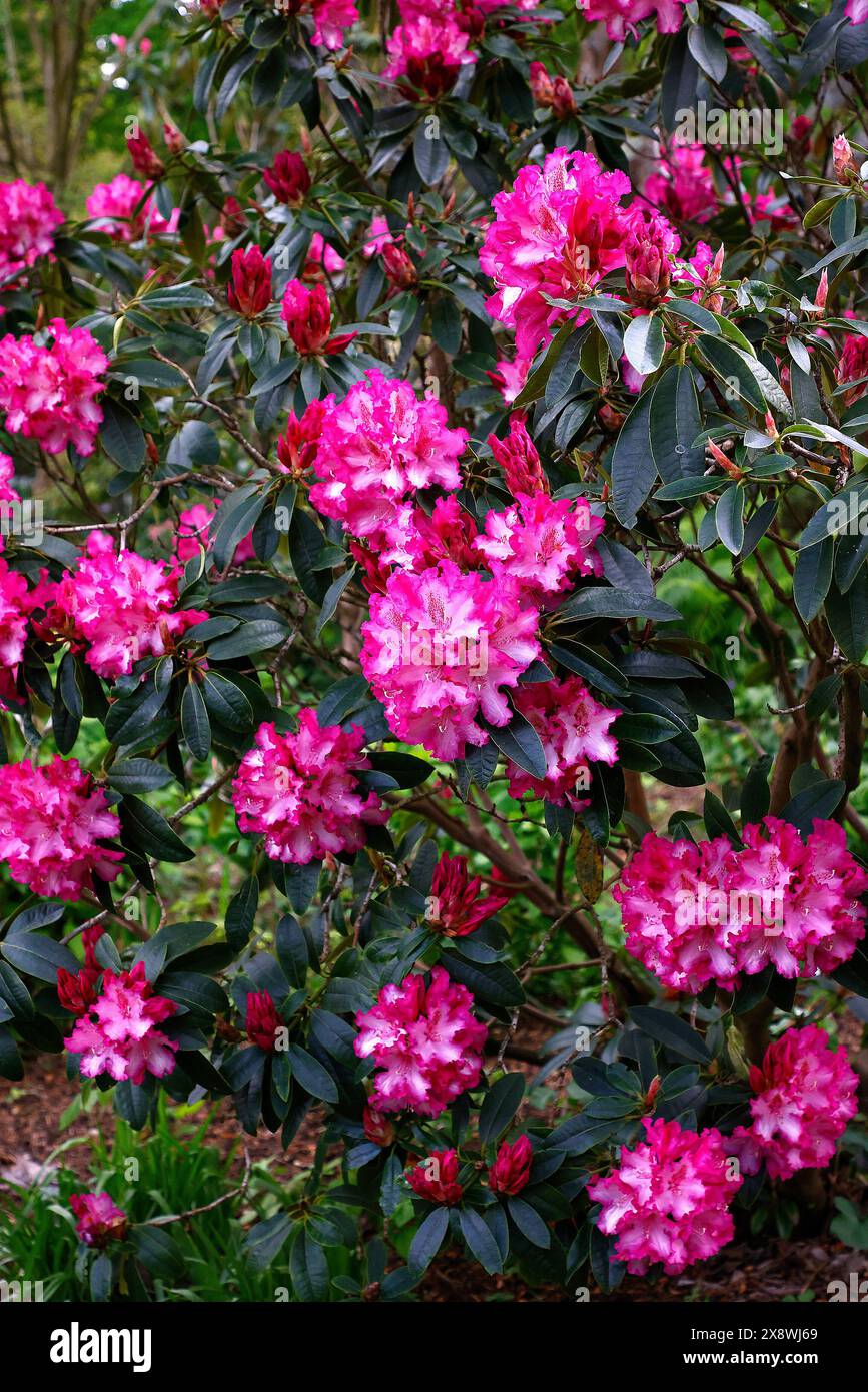 Closeup of the pink magenta white flowers of the perennial garden plant ...