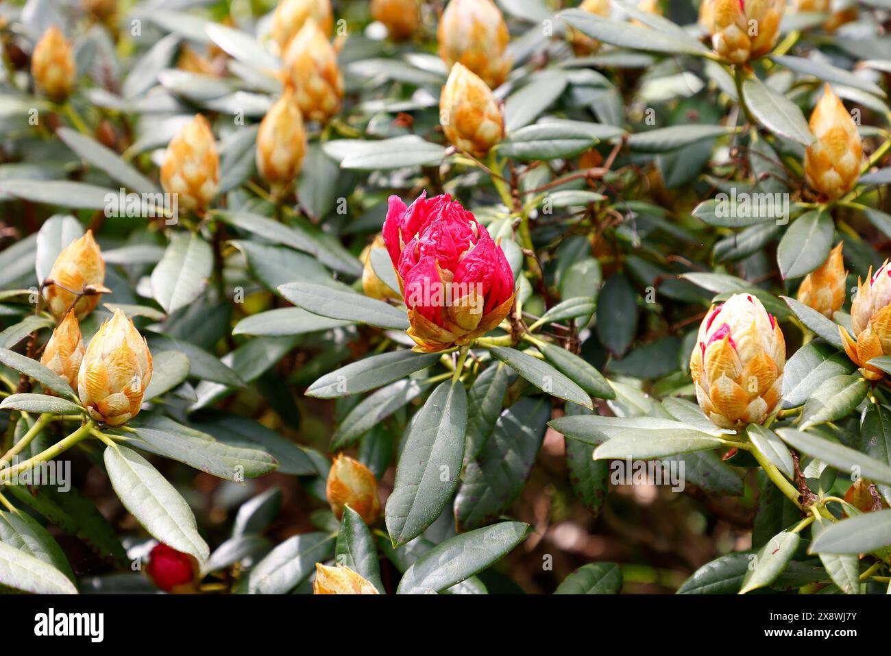 Closeup of the pink flower bud of the evergreen perennial compact ...