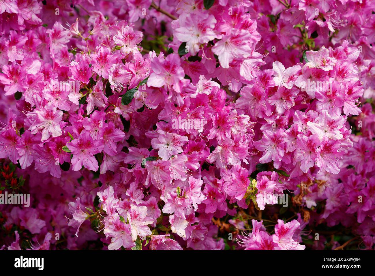 Closeup of the double pink flowers of the evergreen garden azalea ...