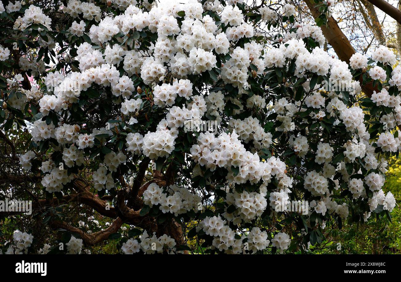 Closeup of the white flowers of the evergreen hardy garden shrub ...