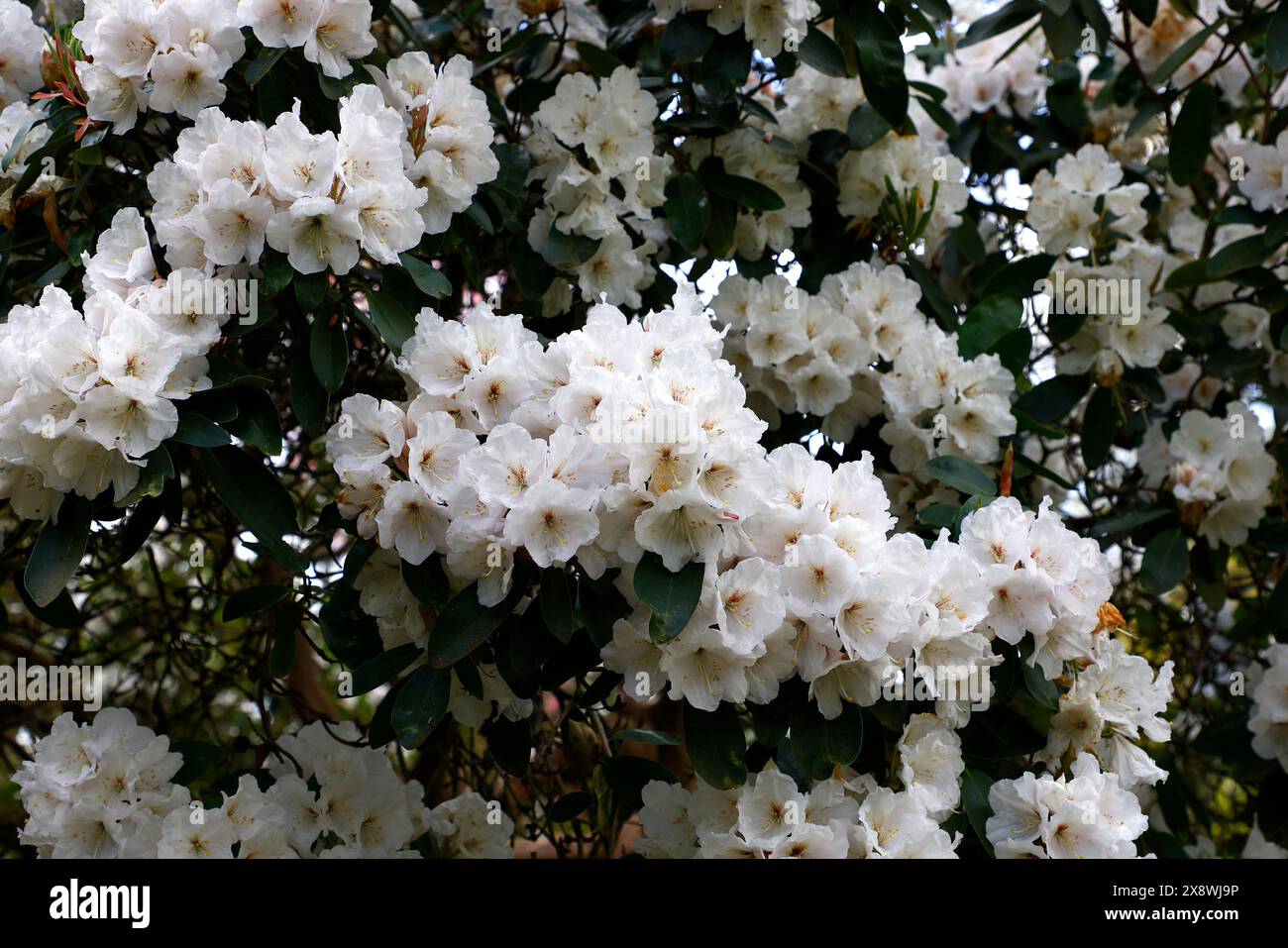 Closeup of the white flowers of the evergreen hardy garden shrub ...