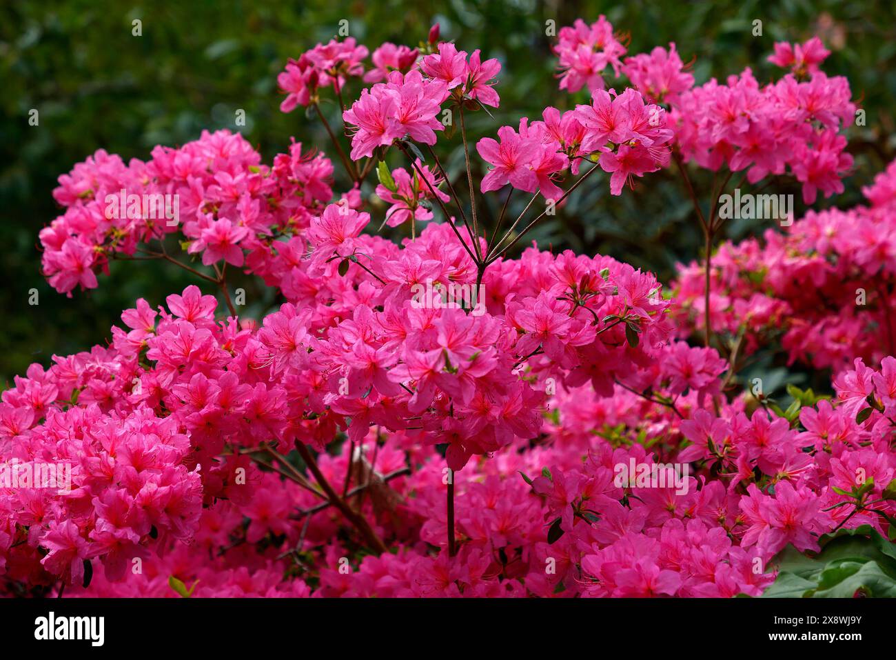 Closeup of the dark pink flowers of the spring flowering evergreen ...