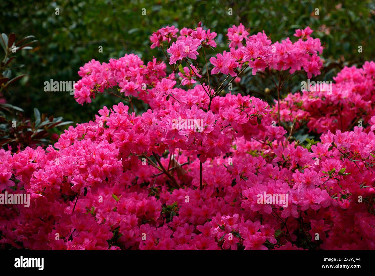 Closeup of the dark pink flowers of the spring flowering evergreen ...
