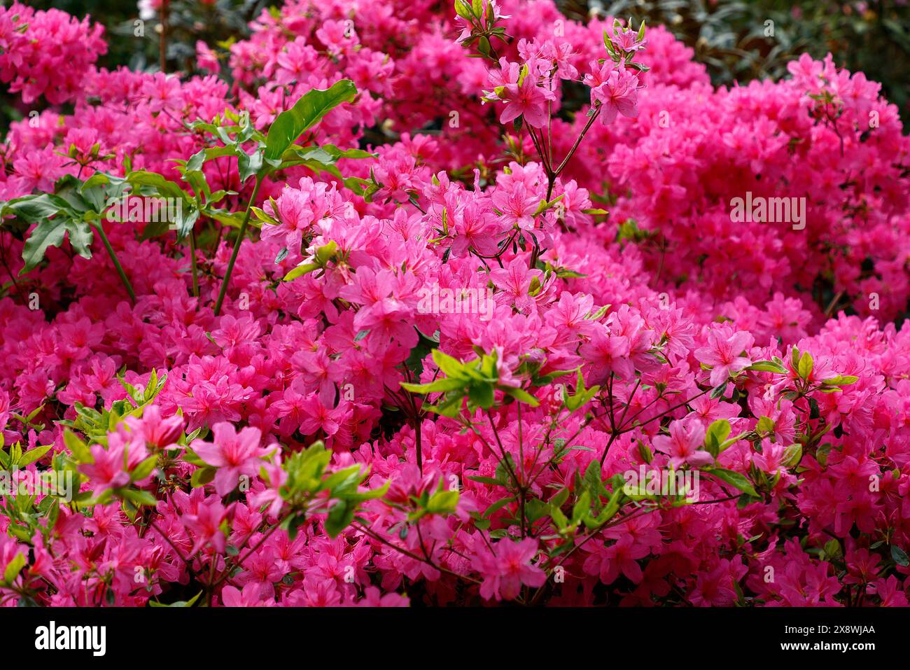 Closeup of the dark pink flowers of the spring flowering evergreen ...