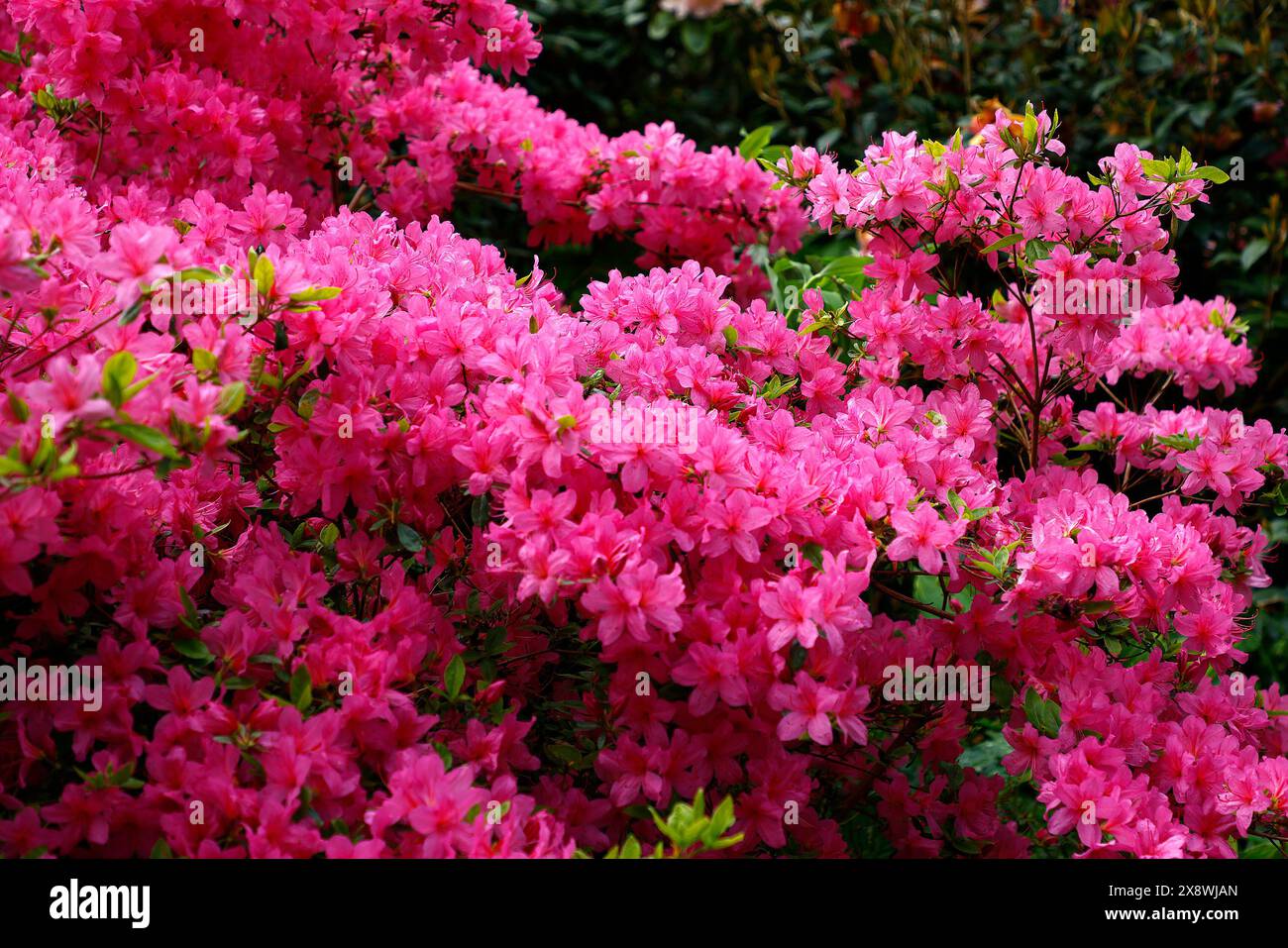 Closeup of the dark pink flowers of the spring flowering evergreen ...
