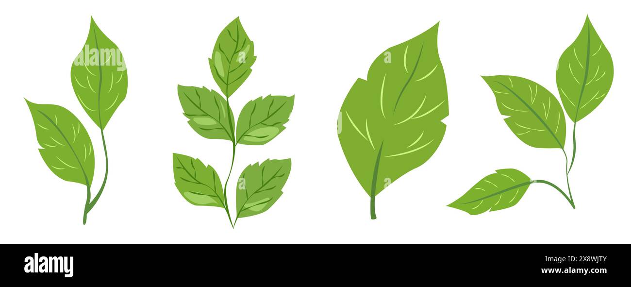 Simple Leaf Shapes
