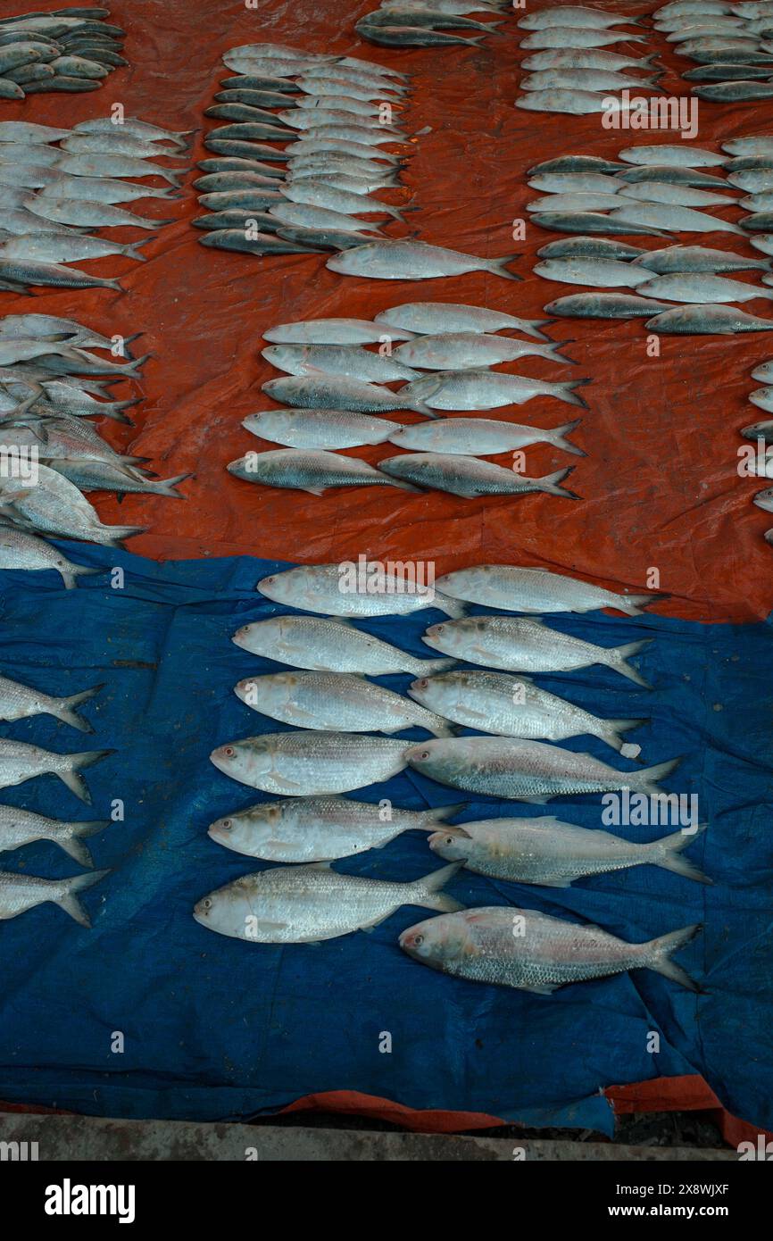 Seafood auction hi-res stock photography and images - Alamy