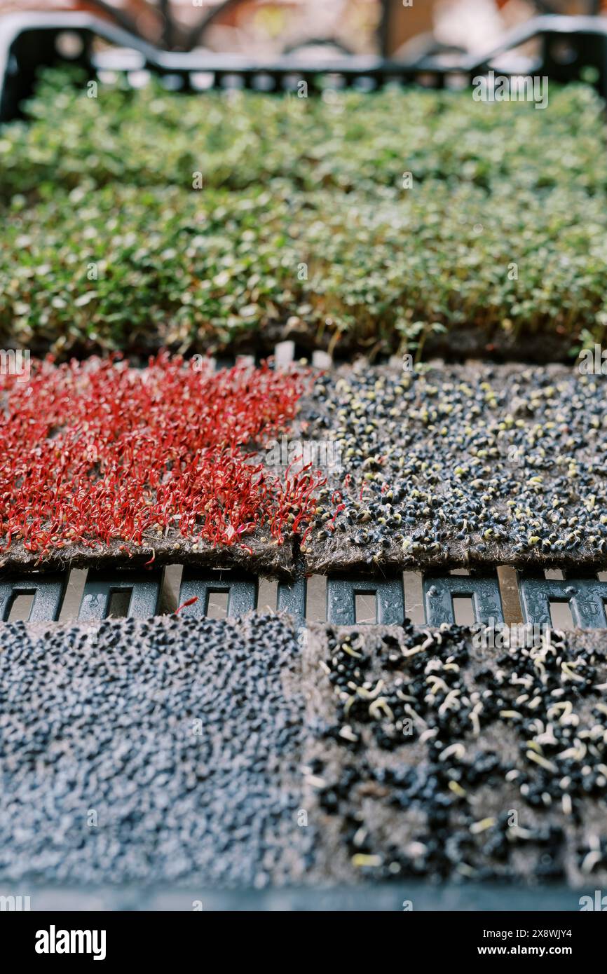 Alfalfa microgreens close up hi-res stock photography and images - Alamy