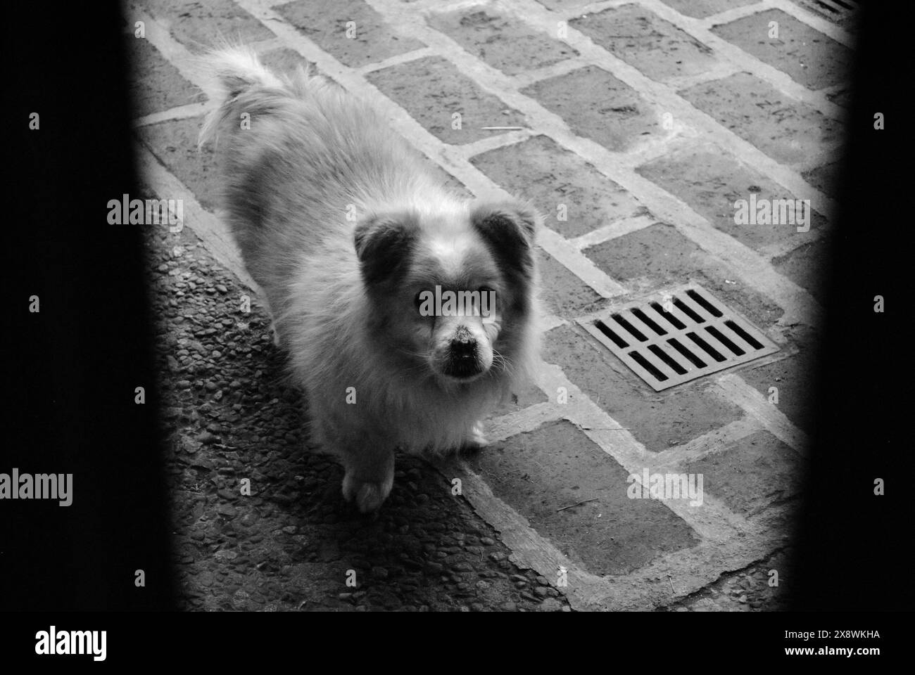 Puppy on bricks Black and White Stock Photos & Images - Alamy