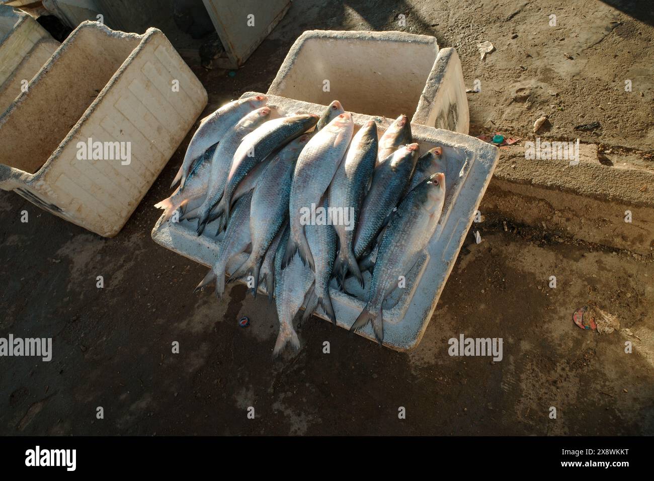 photo of Iraqi people shopping in traditional fish market in basra city ...